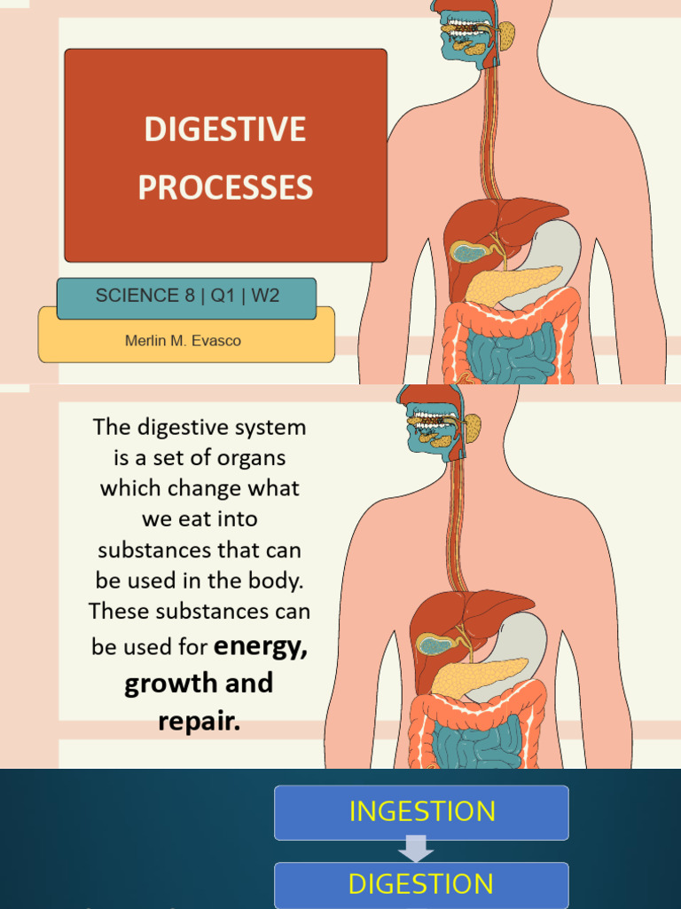 2-Digestive-System-Processes-SCI-8-Q1 | PDF | Digestion ...