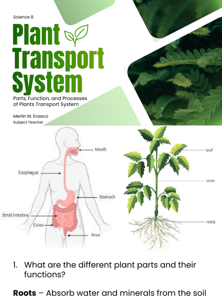 2b-Plant Transport System | PDF | Plant Stem | Stoma