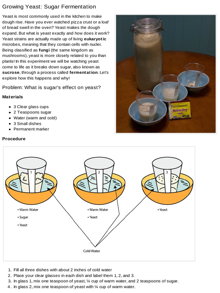 Sugar Fermentation | PDF | Yeast | Fermentation