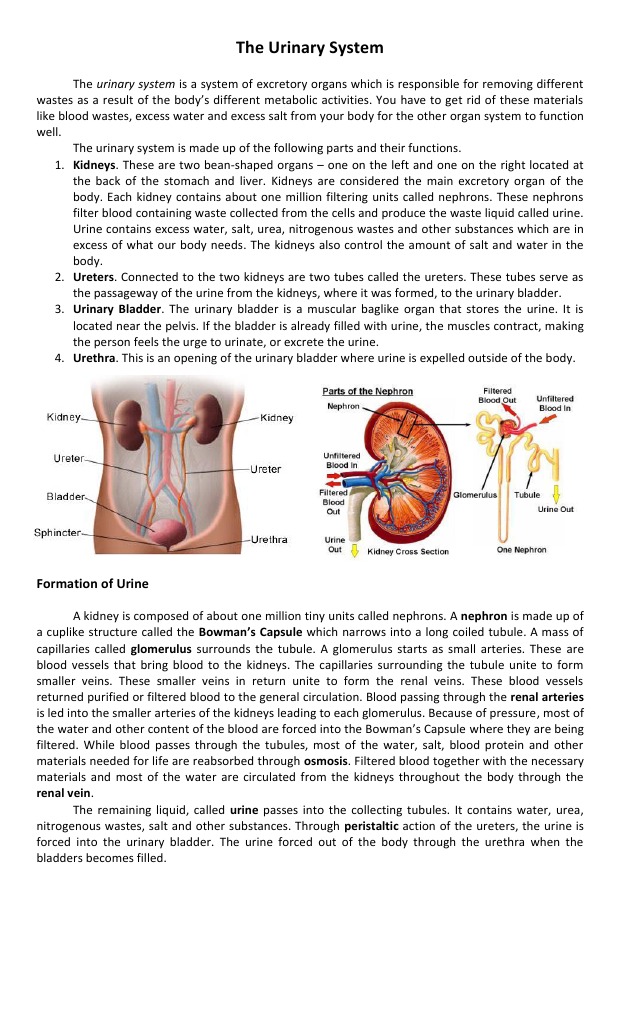The Urinary System | Download Free PDF | Urinary System | Kidney