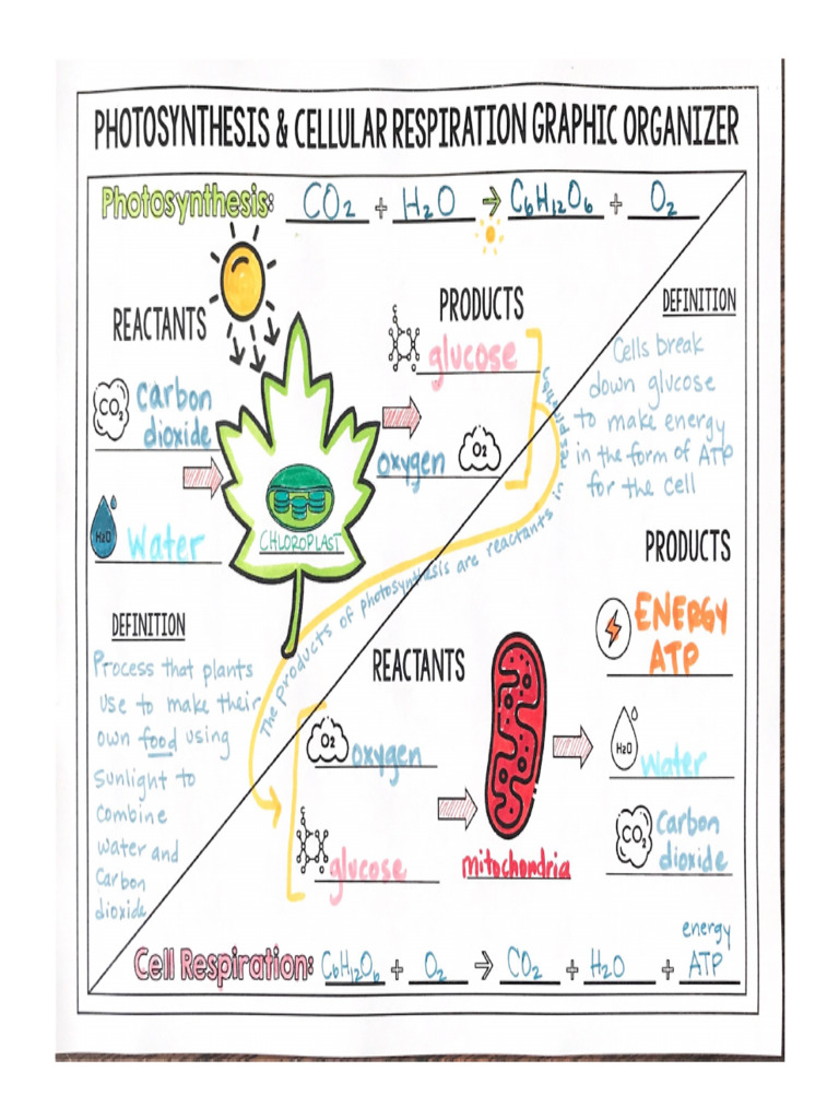 Photosynthesis+and+Cellular+Respiration+Graphic+Organizer+Key | PDF
