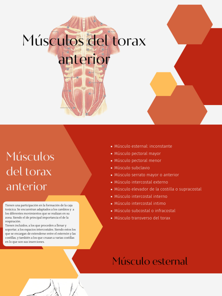 Musculos Del Torax Anterior | PDF | Sistema esquelético | Tórax ...