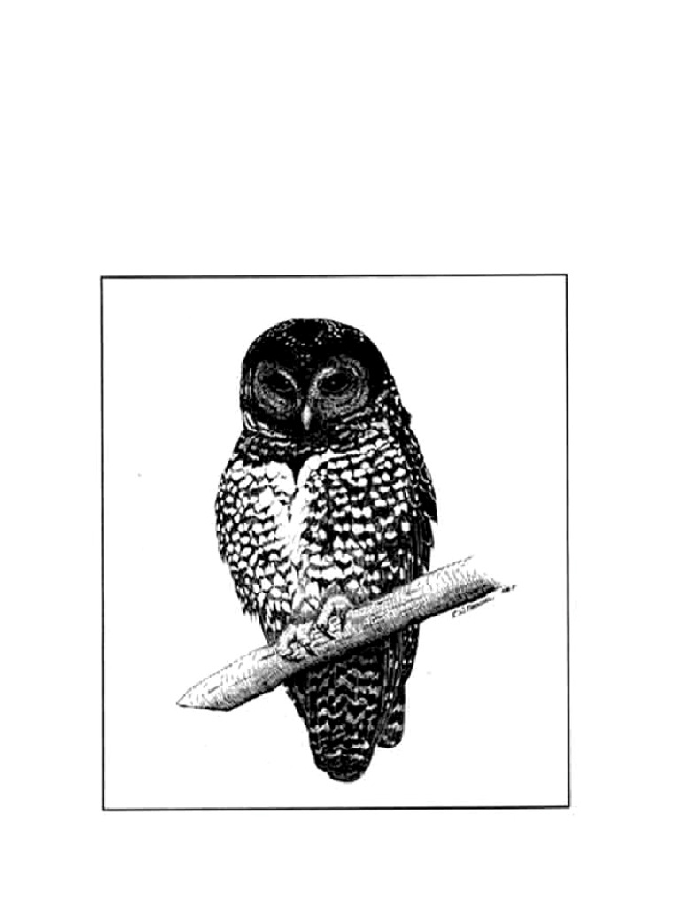 A Conservation Strategy for the Northern Spotted Owl - 10 | PDF ...