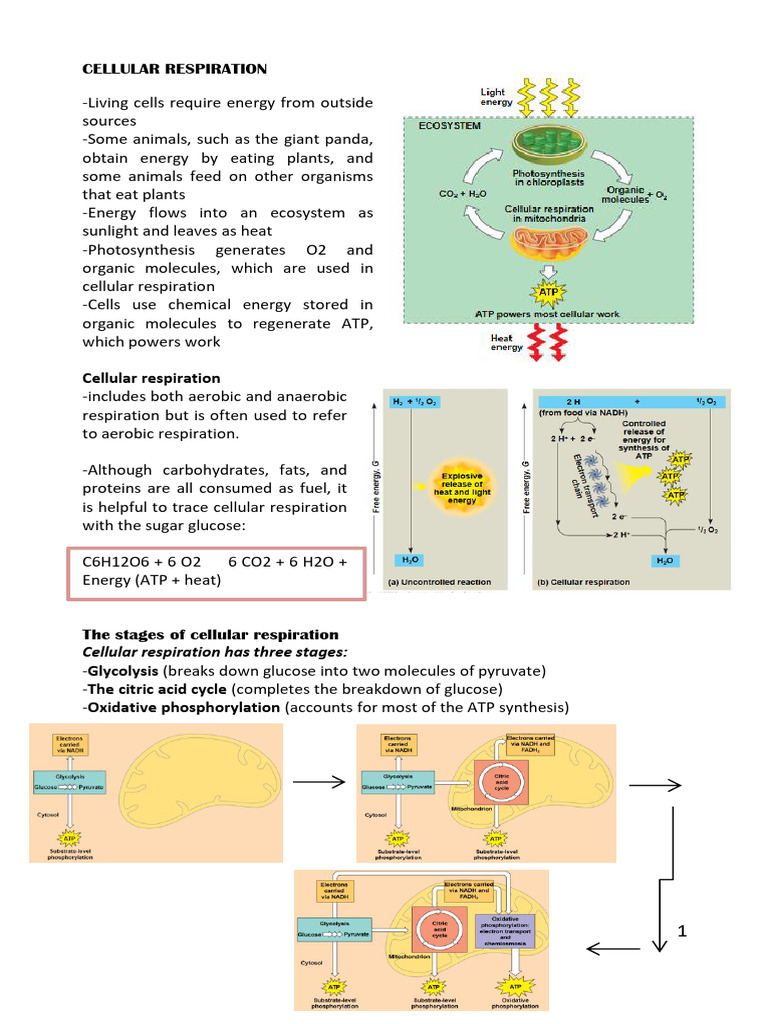 Biology 1 Cellular Respiration | PDF | Cellular Respiration | Adenosine ...