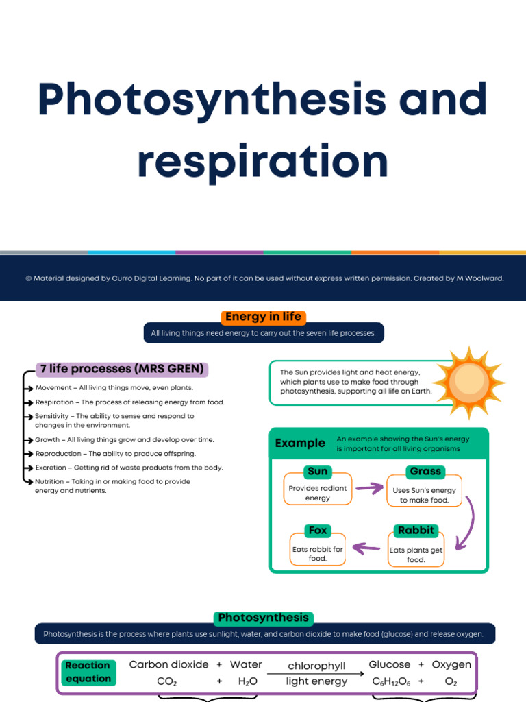 2026 NS Gr8 DBE Photosynthesis and Respiration Notes Large | PDF ...