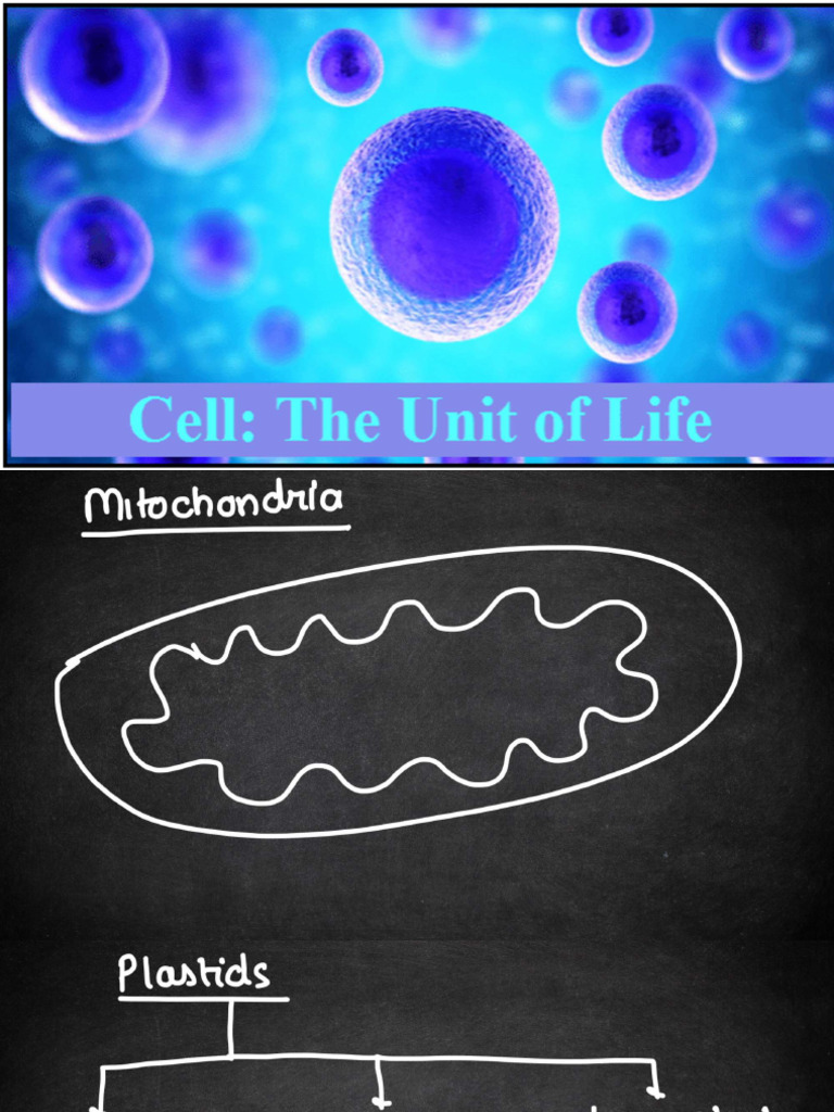 NOTES CELL - THE UNIT OF LIFE (Part-3)_compressed | PDF | Cell Nucleus ...