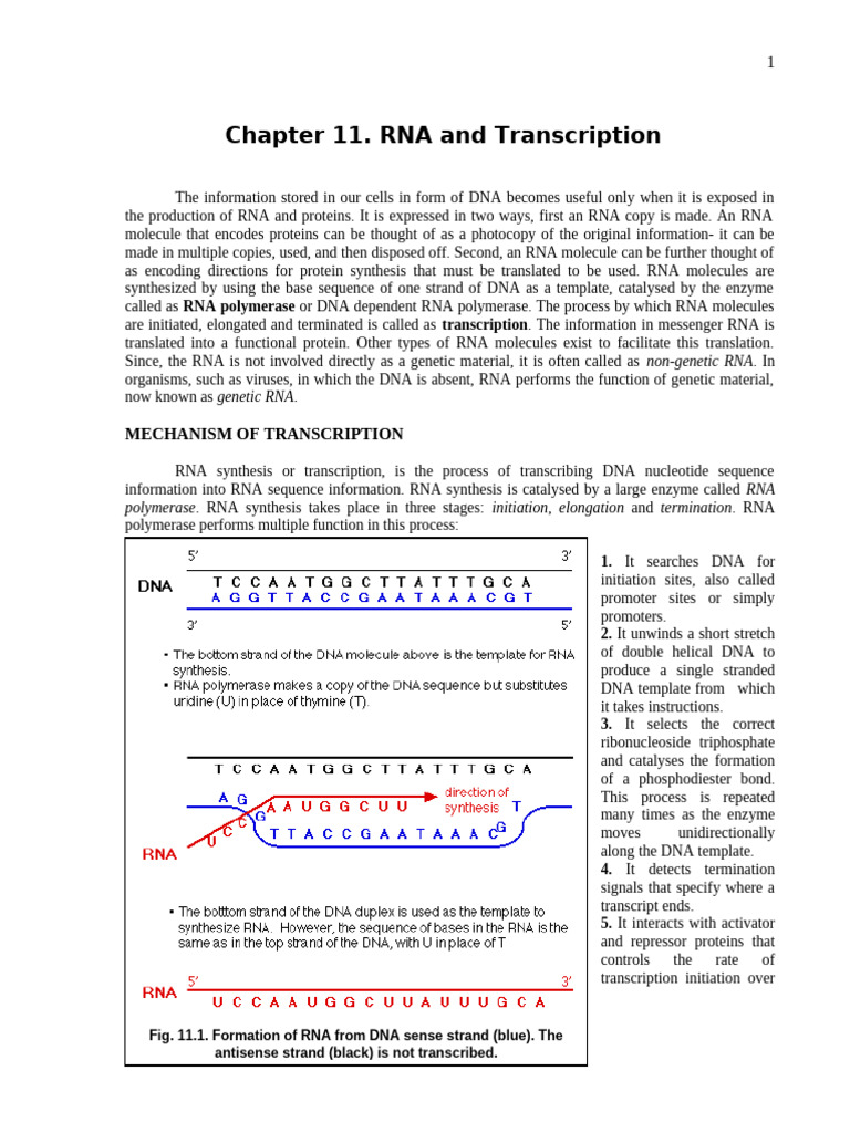 11.RNA and Transcription | PDF | Rna | Messenger Rna