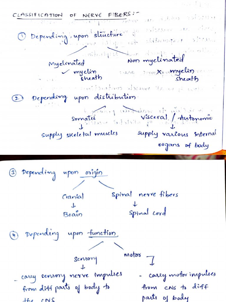 Classification of Nerve Fibers | PDF