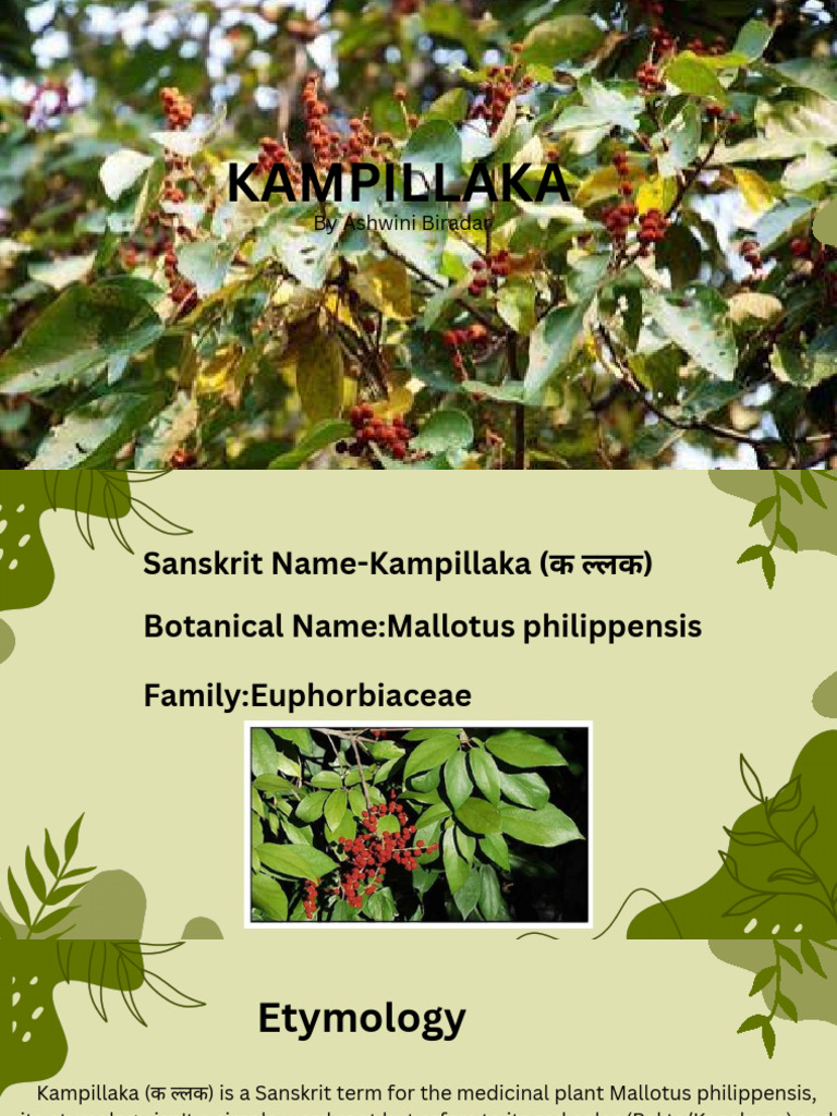 Kampillaka 20260116 164802 0000.pdf 20260130 211348 0000 | PDF | Plants