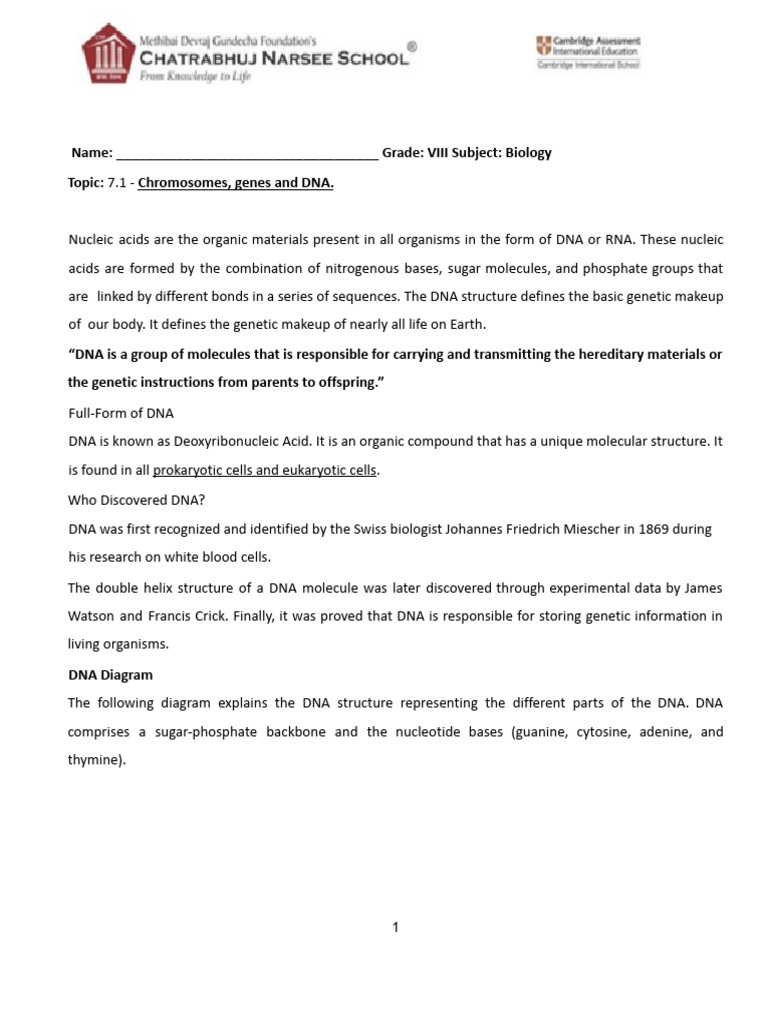 7.1 Chromosome Genes and DNA Notes. | PDF | Dna | Nucleotides
