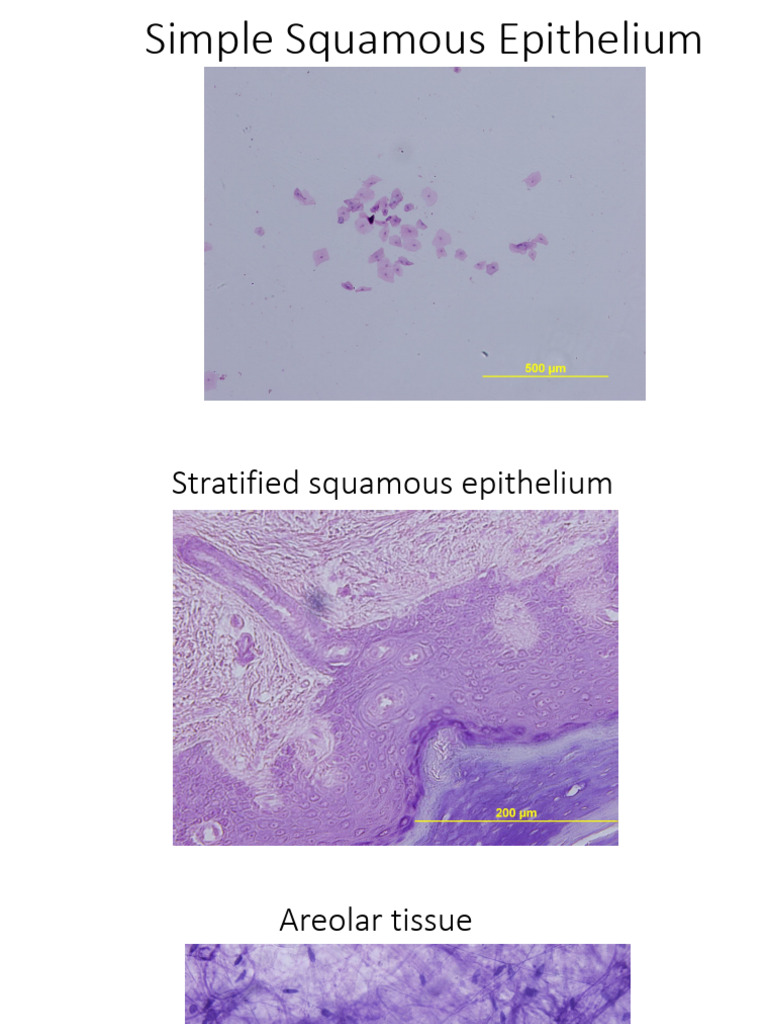 Tissue Slides | PDF