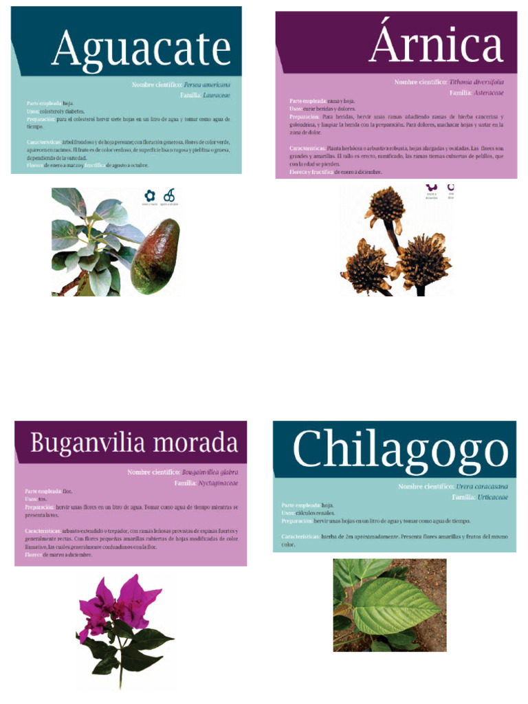 Plantas Medici | PDF