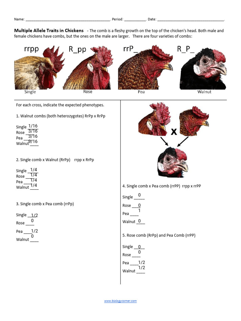 Genetics Practice - Chicken Combs and Multiple Alleles | PDF | Allele ...