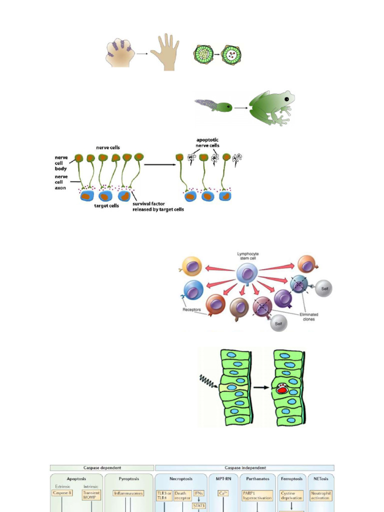 Programmed Cell Death Part 1 | PDF | Apoptosis | Caspase