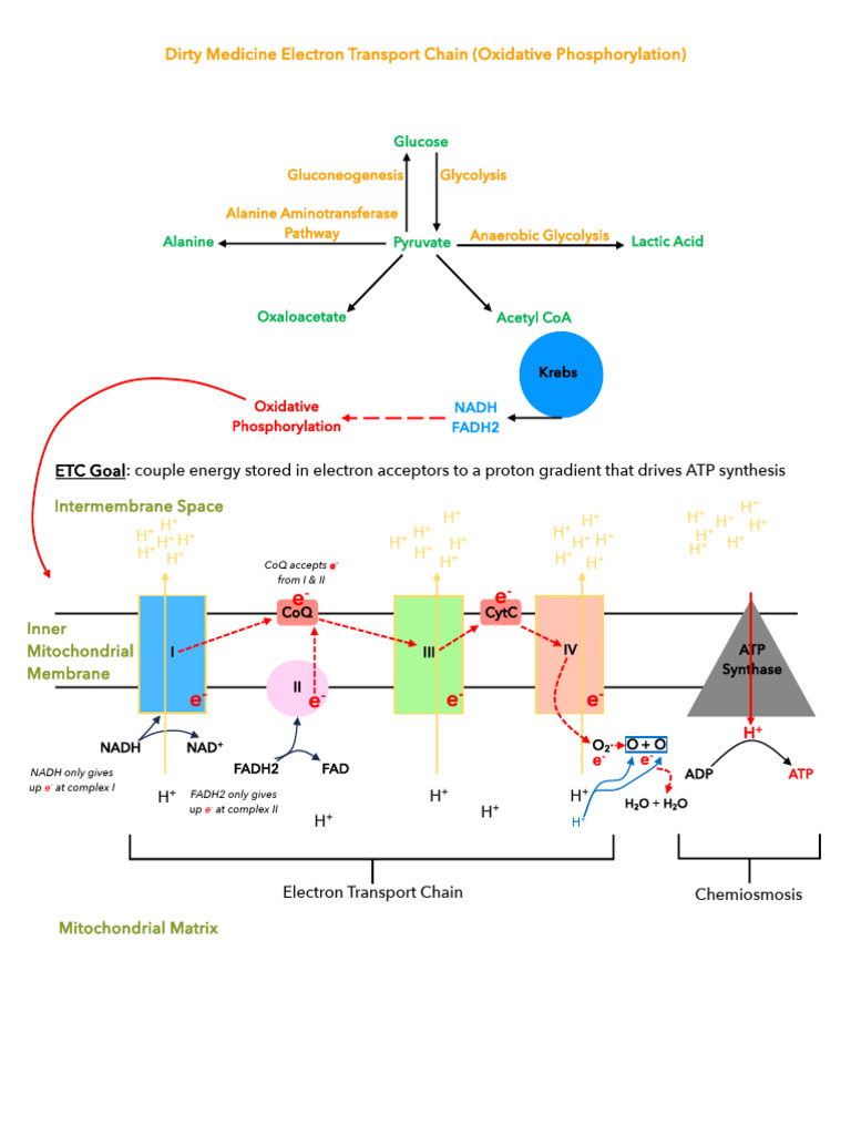Electron Transport Chain Dirty Medicine | PDF | Electron Transport ...