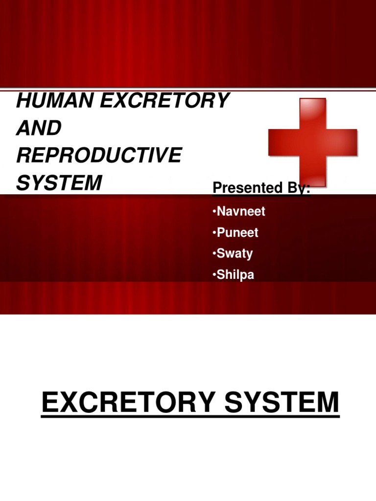 Excretory and Reproductive Systems Overview | PDF | Kidney | Uterus