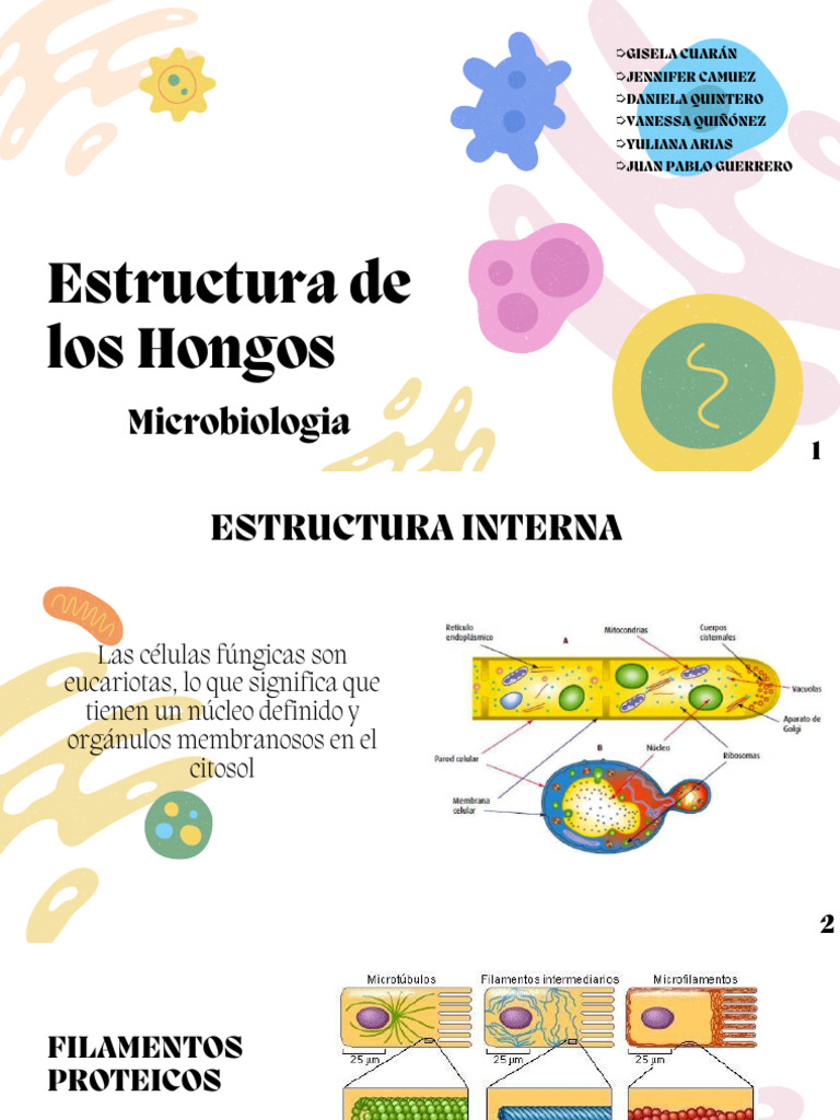 Estructura de Los Hongos | PDF | Biología Celular) | Hongo