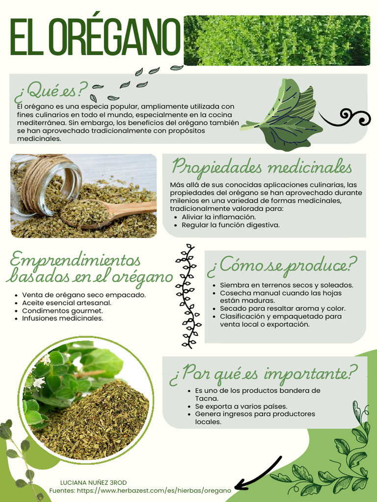 Infografía Sobre El Orégano de Color Verde | PDF
