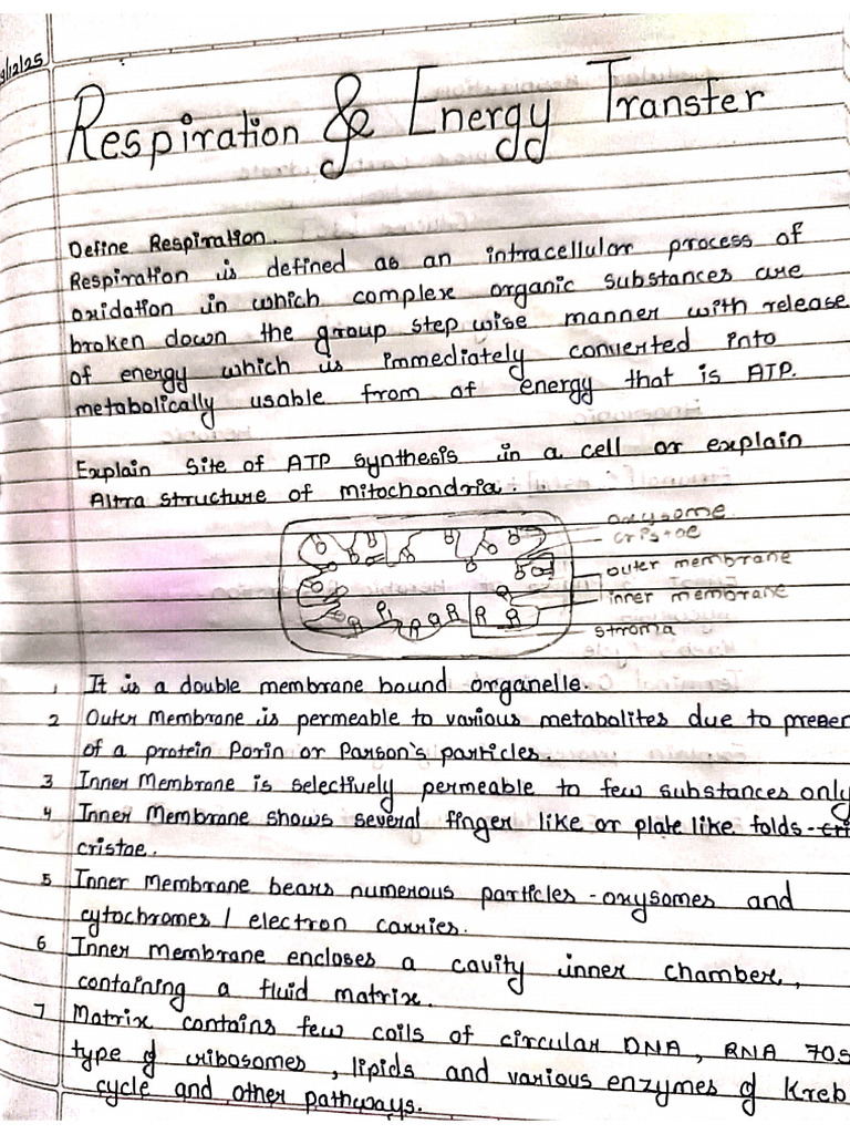 Biology Lesson 13 | PDF