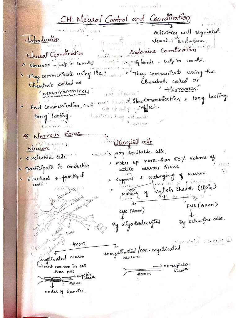 CH.18. Neural Control and Coordination | PDF