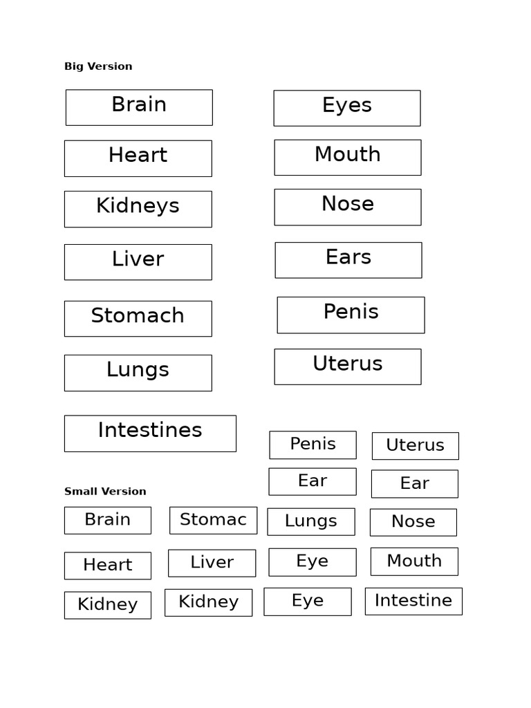 Human Body Part and Organs Names | PDF
