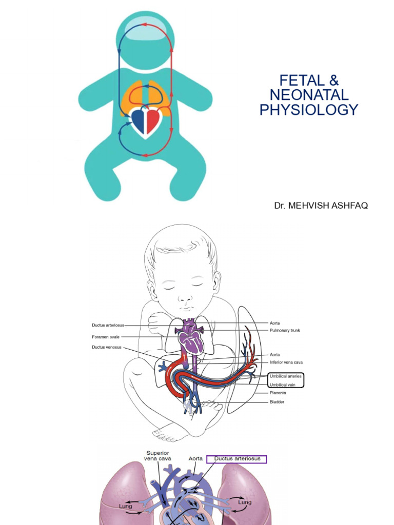 2025 Fetal and Neonatal Physiology | PDF | Atrium (Heart) | Fetus