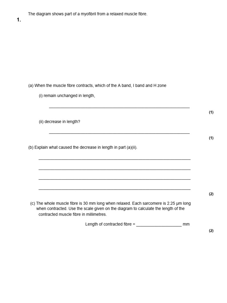 Muscle questions | PDF | Skeletal Muscle | Muscle Contraction