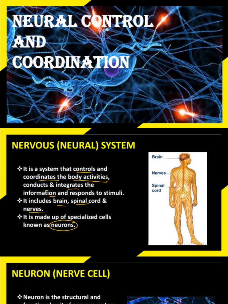 Neural Control and Coordination | PDF