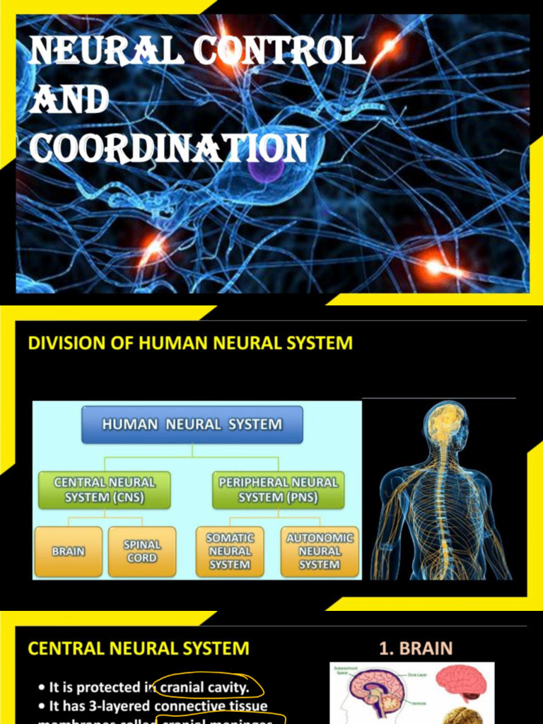 Neural Control and Coordination_Lecture - 02 | PDF
