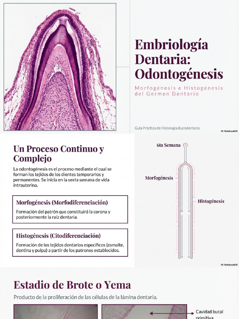 Odontogénesis_Morfogénesis_Histogénesis | PDF