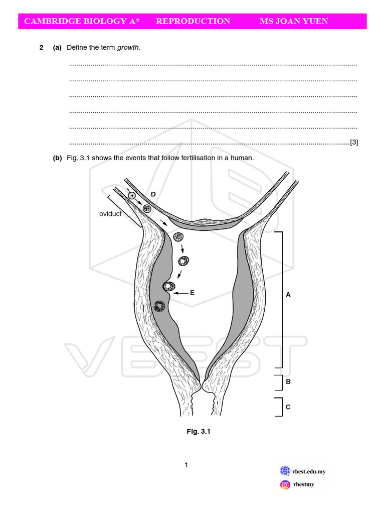 16 Human Reproduction Worksheet TC | PDF | Placenta | Fetus