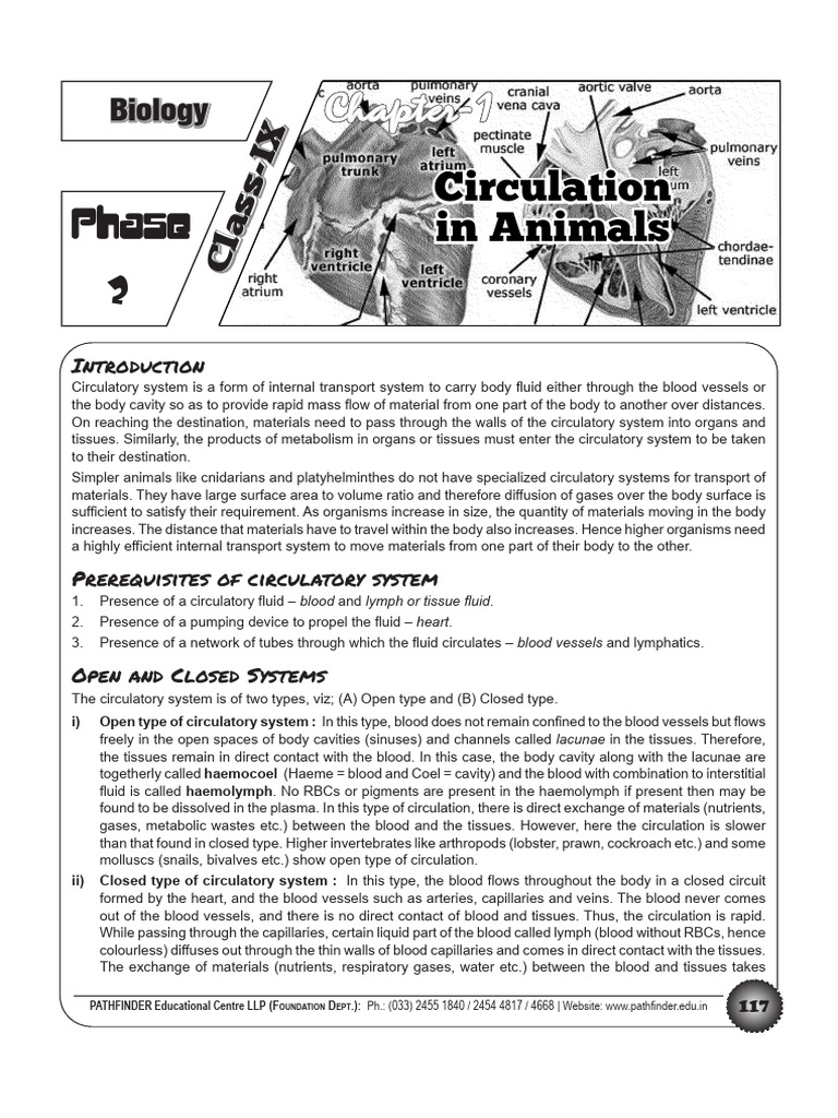 Biology - Circulation in Animals | PDF | Circulatory System | Blood Type