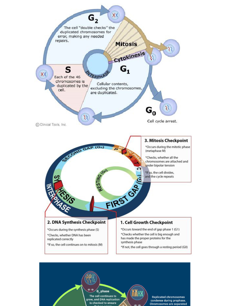 Cell Cycle and Cell Division | PDF
