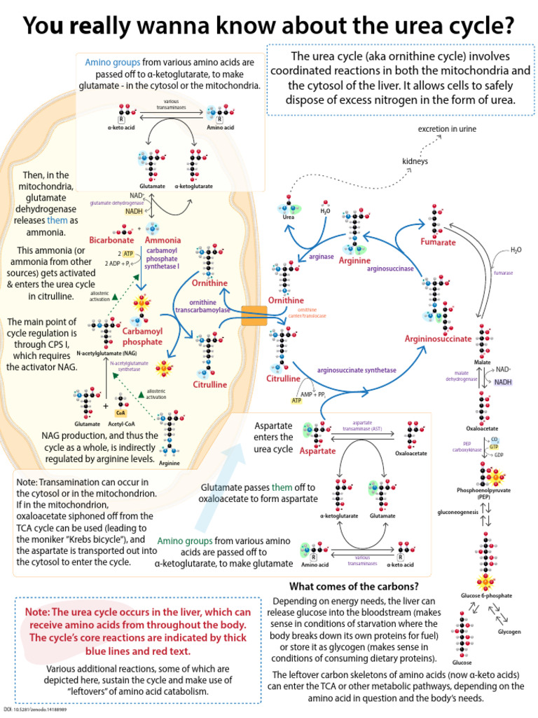 Urea Cycle Chart 050725 | PDF | Metabolism | Biomolecules