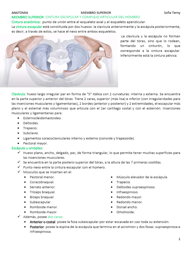 1 D MIEMBRO SUPERIOR | PDF | Hombro | Sistema musculoesquelético