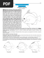 Overview of Batomorphi Classification | PDF | Vertebrates | Elasmobranchii