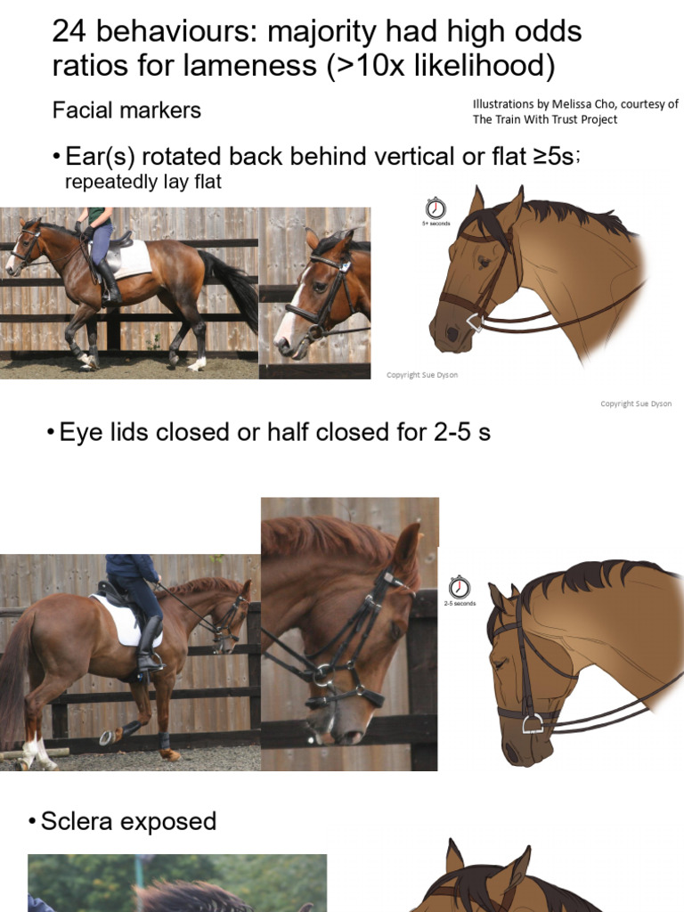 Ridden Horse Performance Checklist Sue Dyson 1 | PDF | Horse Gait ...