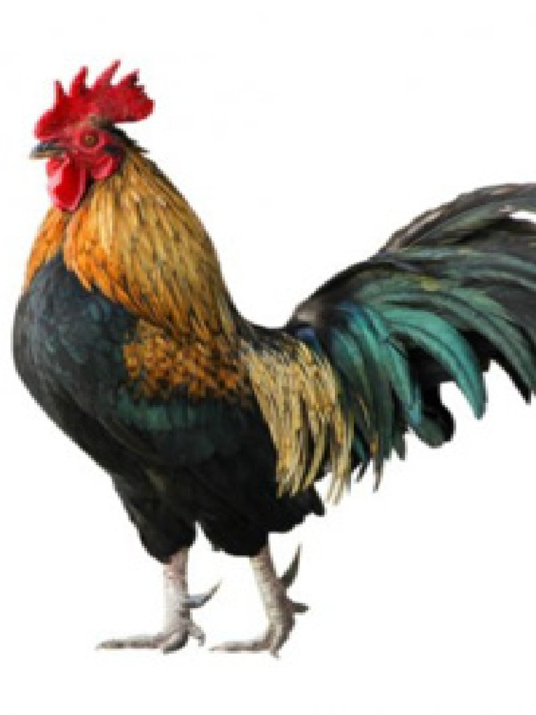 Beware of Chicken 5 - by CasualFarmer | PDF