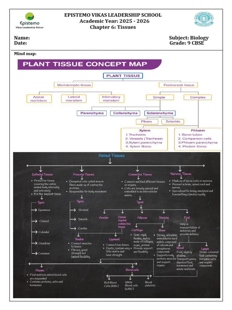 Chapter 6 - Tissues - Plant Tissue | PDF | Tissue (Biology) | Biology