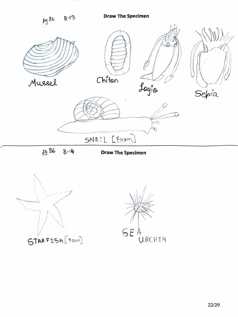 Fxornj: Draw The Specimen | PDF