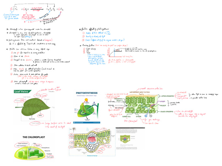 Ch.6 - Plant Nutrition | PDF