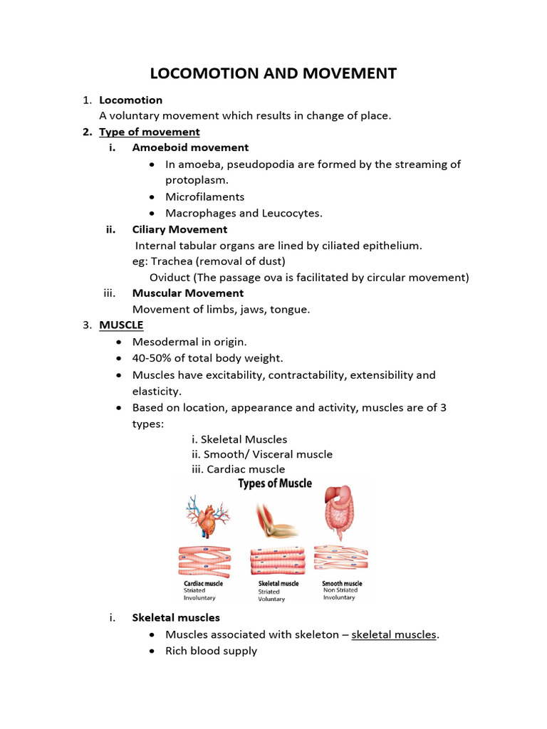 Locomotion | PDF | Skeletal Muscle | Muscle Contraction