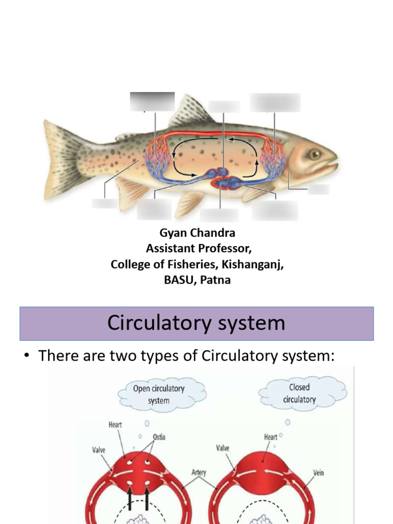Circulatory System of Fish-1 | PDF | White Blood Cell | Circulatory System