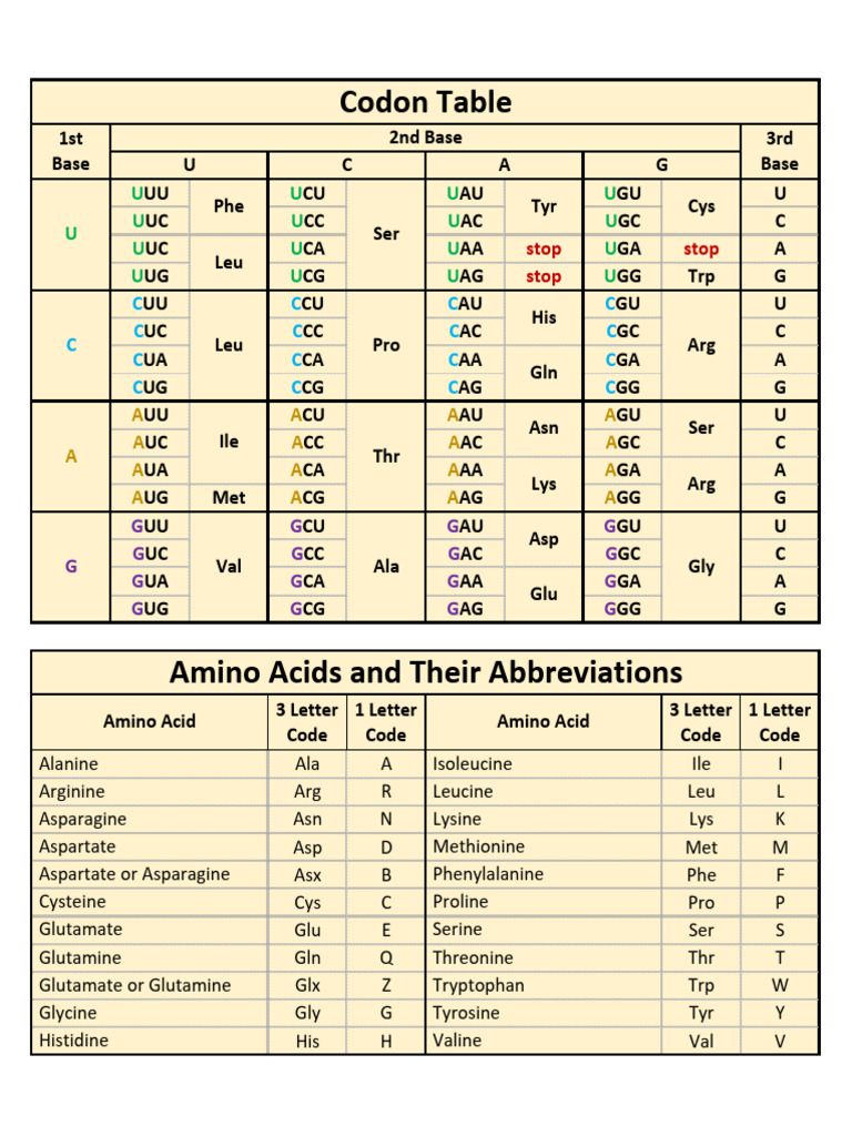 CODON CHART For Examination Only | PDF | Amino Acid | Genetic Code