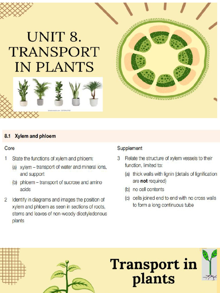 Unit 8-Transport in Plants | PDF