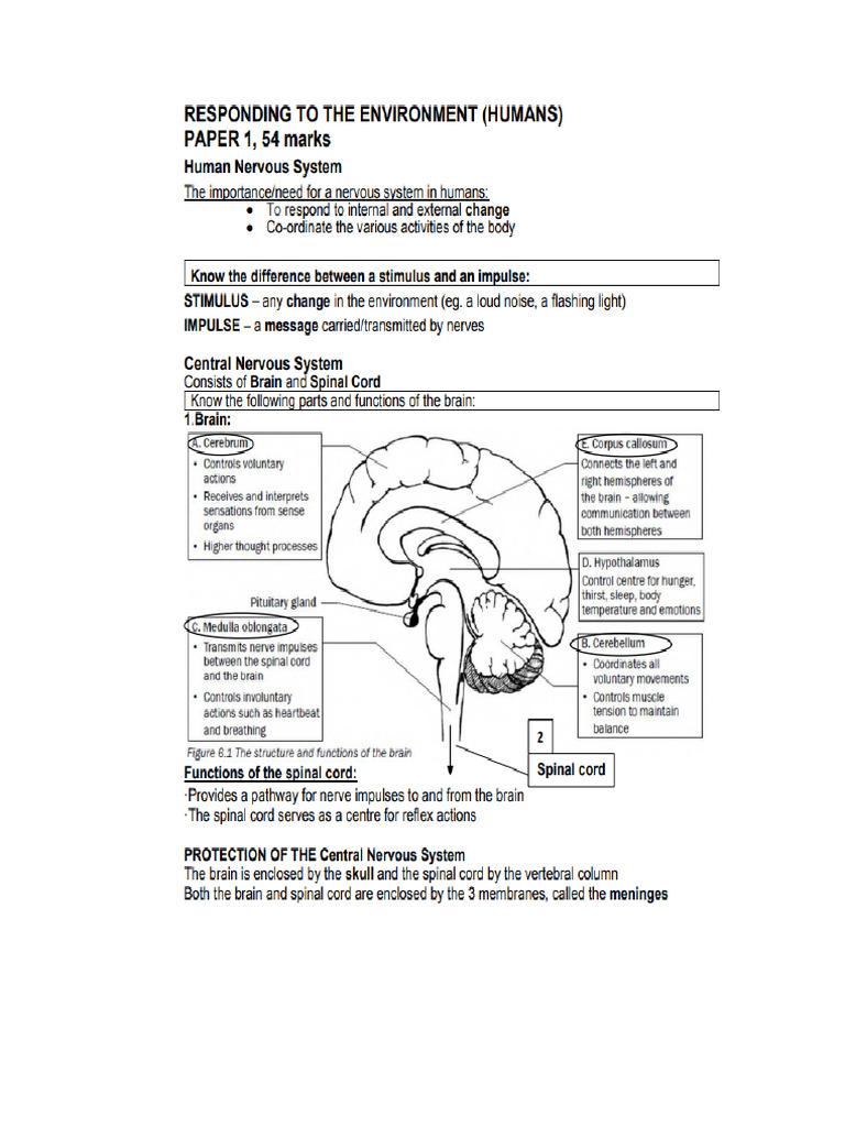 Nervous System Notes | PDF