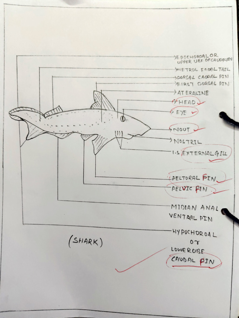 Adobe Scan Jan 11, 2026 | PDF