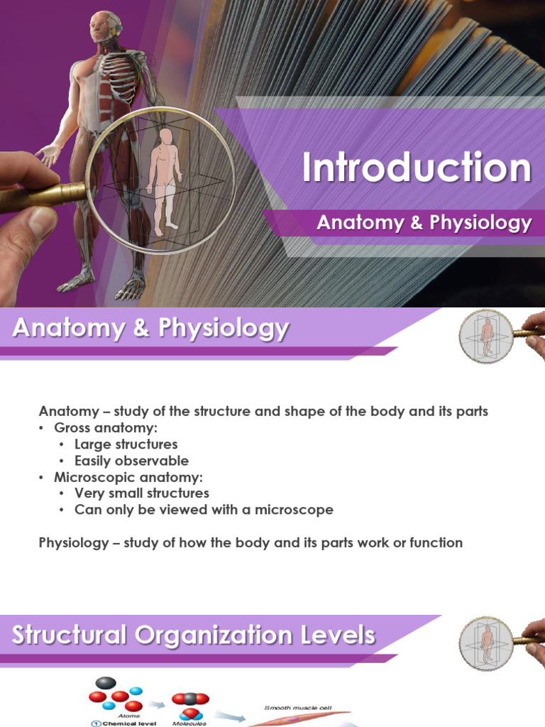 M1 Introduction To Anatomy & Physiology | PDF | Homeostasis | Metabolism