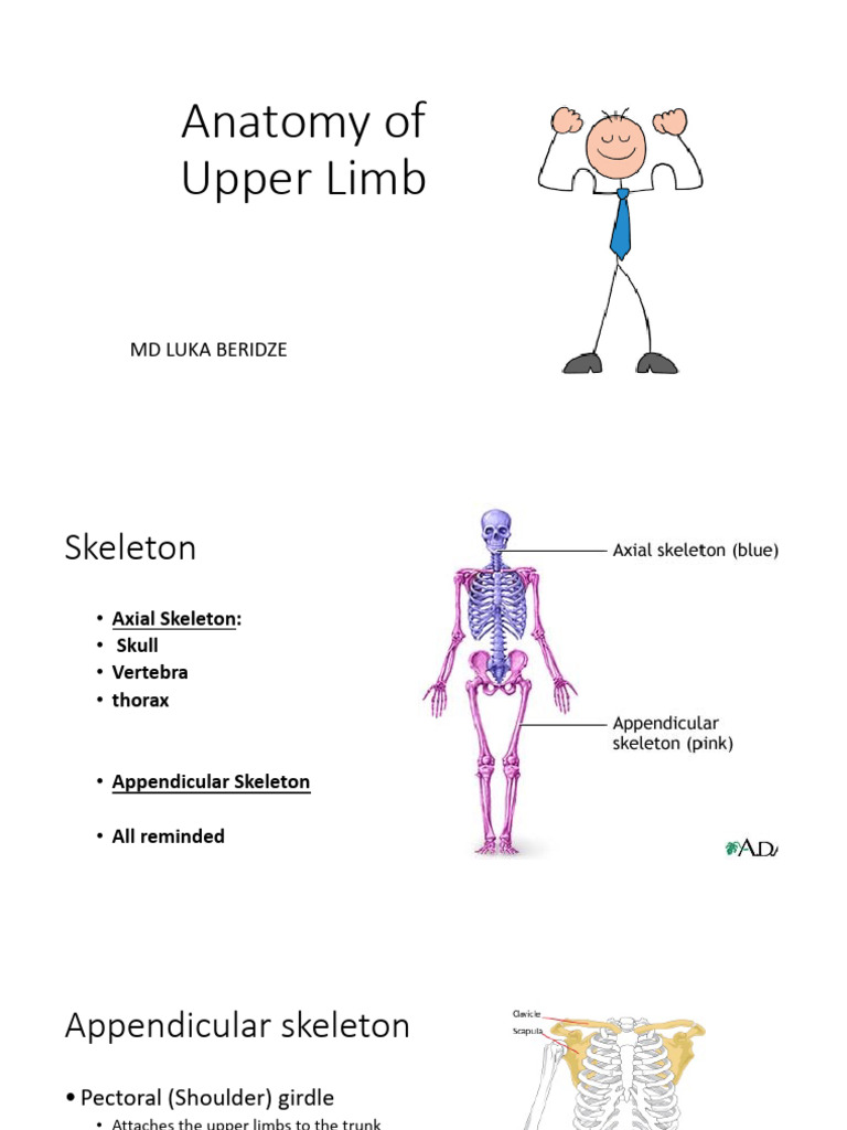 Anatomy of Upper Limb DR.B 2 | PDF | Thumb | Hand
