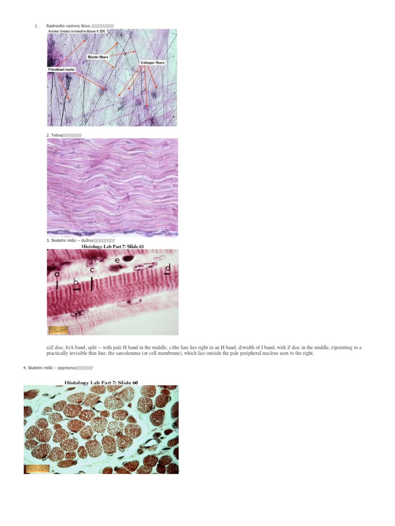 preparati histologija | Testicle | Anatomy